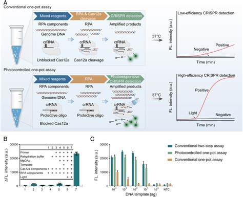Photocontrolled Crrna Activation Enables Robust Crispr Cas12a Diagnostics Pmc