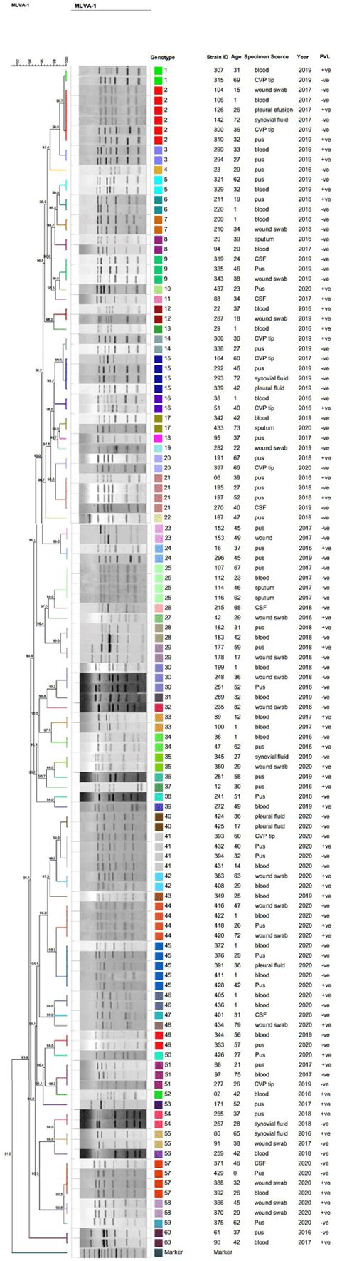 dendrogram based on the clustering of strains according to similarity
