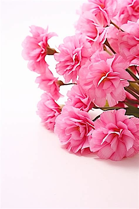 분홍색 꽃 한 다발 배경 배경 화면 및 일러스트 무료 다운로드 Pngtree