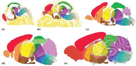 Figure 1 From Scienti C Visualization Contest Winner Observing Genomics And Phenotypical