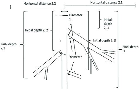 diagram of root sampling diagram of root components measured during