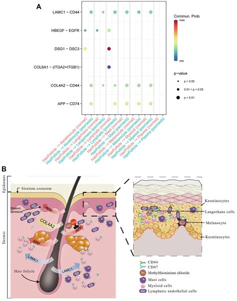 Generating Detailed Intercellular Communication Patterns In Psoriasis At The Single Cell Level