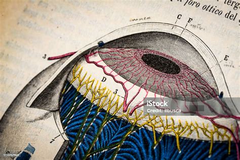 Antique Medical Scientific Illustration Highresolution Eye Stock