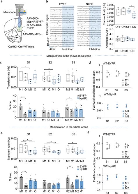 Inhibiting MPFC Pyramidal Neuron Activity Impairs Social Preference In Download Scientific