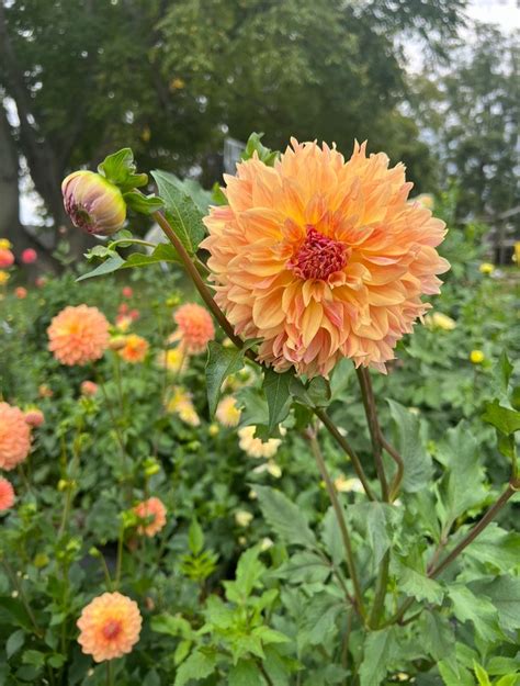 pin de casey kay en dahlia s in planting order row 2 en 2024