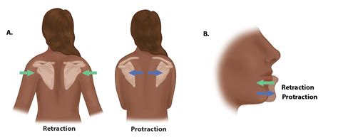 Protraction Anatomy