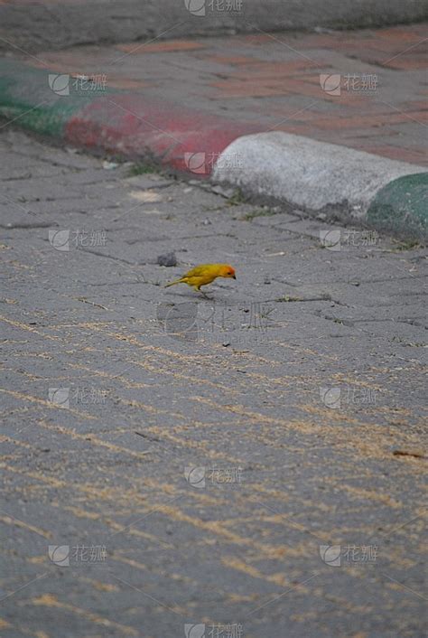 黄色小鸟