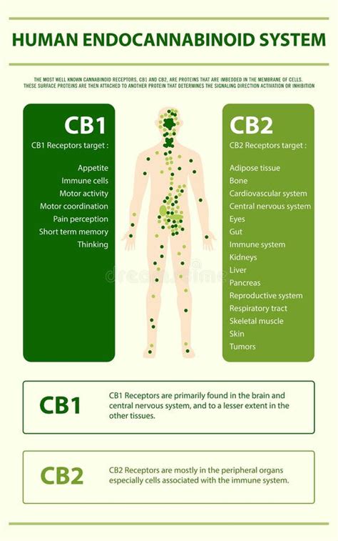 Human Cannabinoid System Vertical Infographic Stock Vector