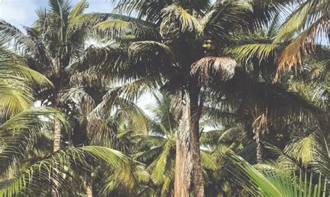 coconet tree தனன மரஙகளல கரள வடல நய தககதல