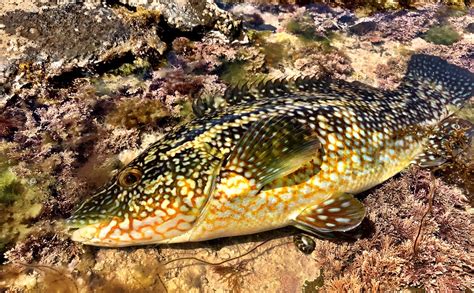 Wrasse Fishing Kimmeridge Bay Hard Rock Fishing Hrf