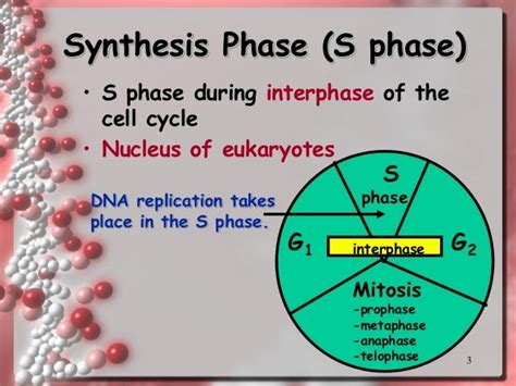 Dna Replication