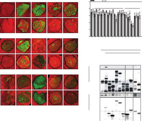 Functional Screening Of Phytophthora Capsici Rxlr Effectors Associated