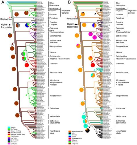 A Microhabitats Microhabitats Of Terminal Taxa Mapped Onto Ml Best Download Scientific