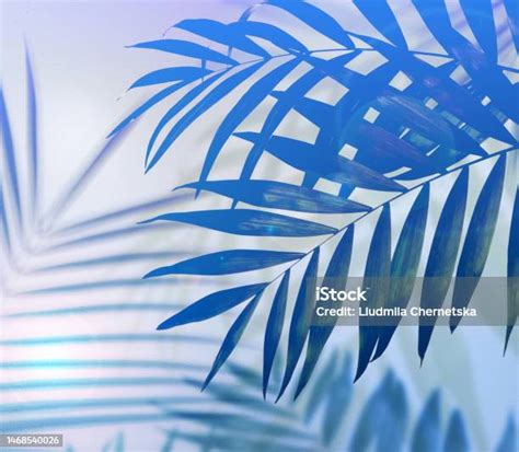 야자수 가지와 밝은 배경에 그림자 파란색으로 톤 여름 파티 0명에 대한 스톡 사진 및 기타 이미지 0명 관광 그림자 Istock