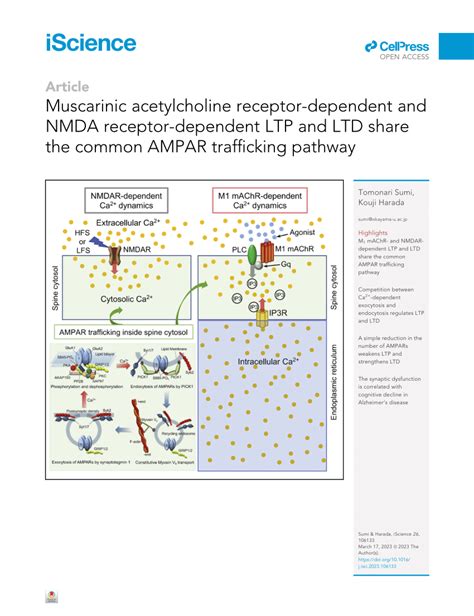Pdf Muscarinic Acetylcholine Receptor Dependent And Nmda Receptor Dependent Ltp And Ltd Share