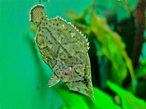 South American Leaf Fish
