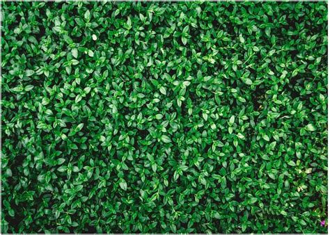 Buy Wolada 6x4ft Green Grass Backdrop Spring Green Leaves Photography Backdrop Leafy Birthday