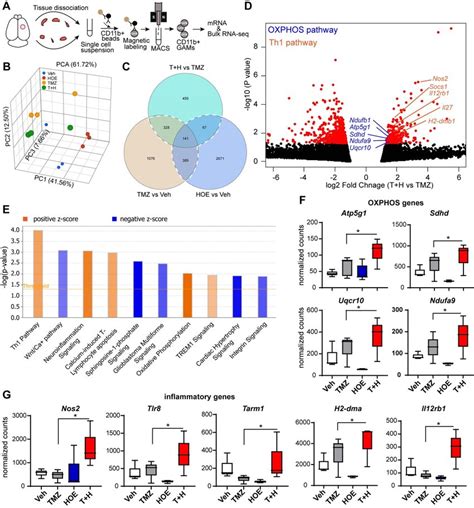 Bulk RNA Seq Transcriptome Analysis Of Tumor Infiltrating CD11b Cells