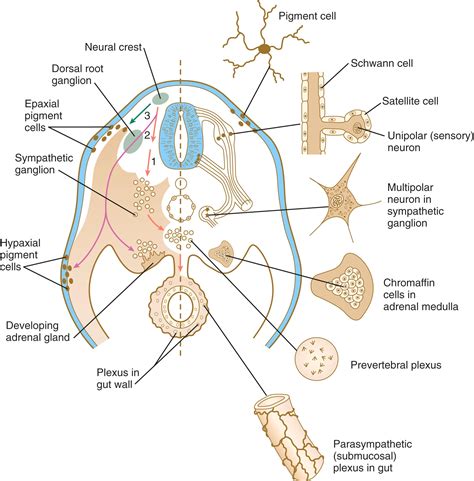 neural crest clinical tree
