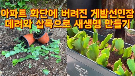 게발가재발선인장 버려진 게발선인장 데려와 삽목으로 새생명 만들기 삽목 리치쏘일 다육식물 엄마와 딸 다육tv Youtube