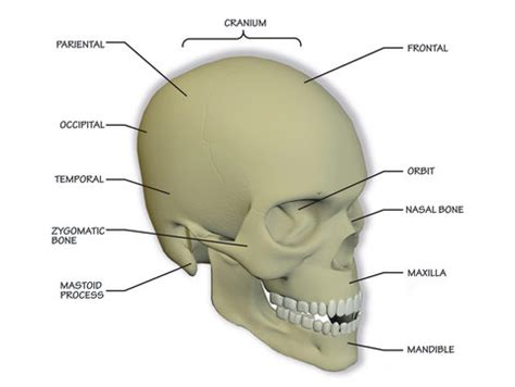 Mastoid Process