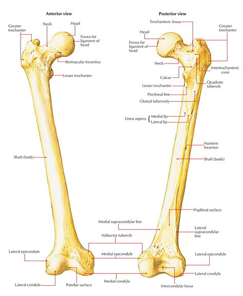 Anatomy And Physiology Of Femur