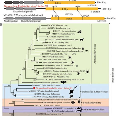 The Genomic Structures And Evolutionary Relationships Of The Newly Download Scientific Diagram