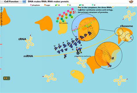 Cell Function Overview Play Online On Flash Museum 🕹️