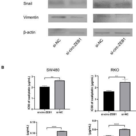 Circ Zeb1 Regulates Emt And Chemotherapy Resistance In Crc Cells A