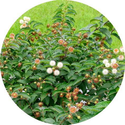 Buttonbush Shrub