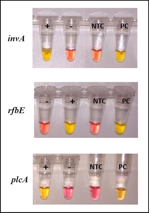 Optimized Colorimetric Lamp Reaction Targeting Inva Rfbe And Plca For Download Scientific