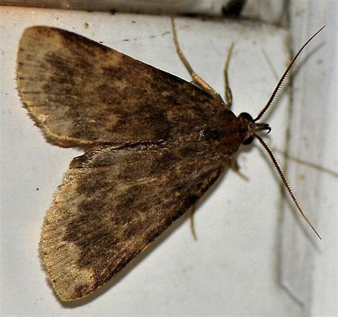 Mottled Moth Idia Lubricalis Bugguidenet
