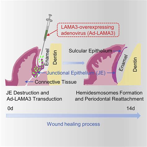 Sulcular Epithelium Histology