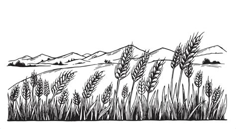 Wheat Field Black And White Illustration In Sketch Style Engraving