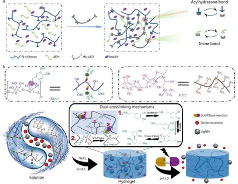 Construction Process And Structure Of Representative Ph Responsive Download Scientific Diagram