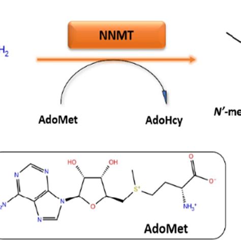 Methylation Of Na By Nnmt Using Sam Adomet As The Methyl Donor