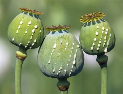 Papaver Somniferum Opium