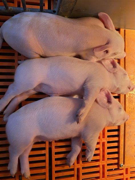 Sleeping Pig Free Photo On Pixabay Pixabay