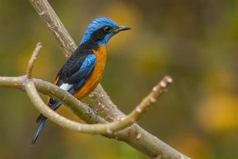 Soumyajit Nandy Flickr