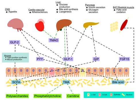 Metabolic Syndrome Biomarkers And Lifestyles