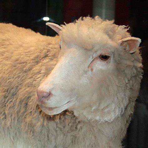 The Most Famous Sheep In The World Today In History With The