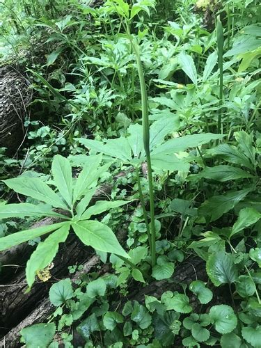 Pinellia Pedatisecta · Inaturalist