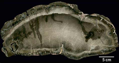 Petrified Tree Rings Tell Ancient Tale Of Suns Behavior