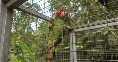 Los Influencers Y La Fauna Silvestre La Peligrosa Tendencia Que Debe