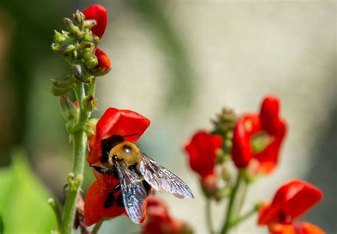 Carpenter Bees Friends Or Foes Muddy River News