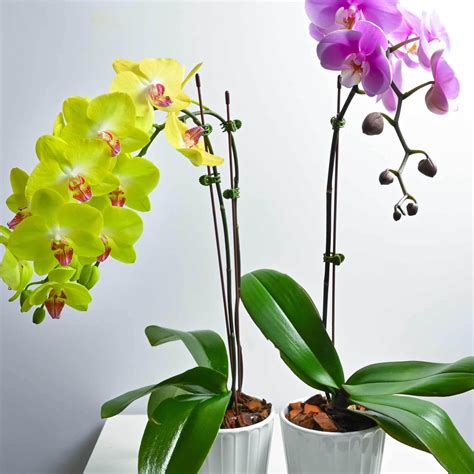 Phalaenopsis Single Stem Umm Al Salsal Trading Flowers And Plants Llc