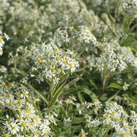 Aster Perenner Trädgårdsväxter Växter