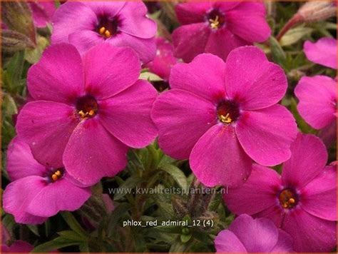 Kruipphlox - Phlox 'Red Admiral' - Vlambloem, Flox, Floks - kopen ...