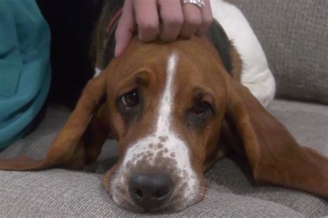 Missing Dog Belonging To Cancer Survivor Found After Week In Extreme Cold