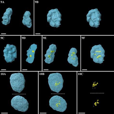 Volumic Visualization Of An Entire Early Interphase Cell A The Two